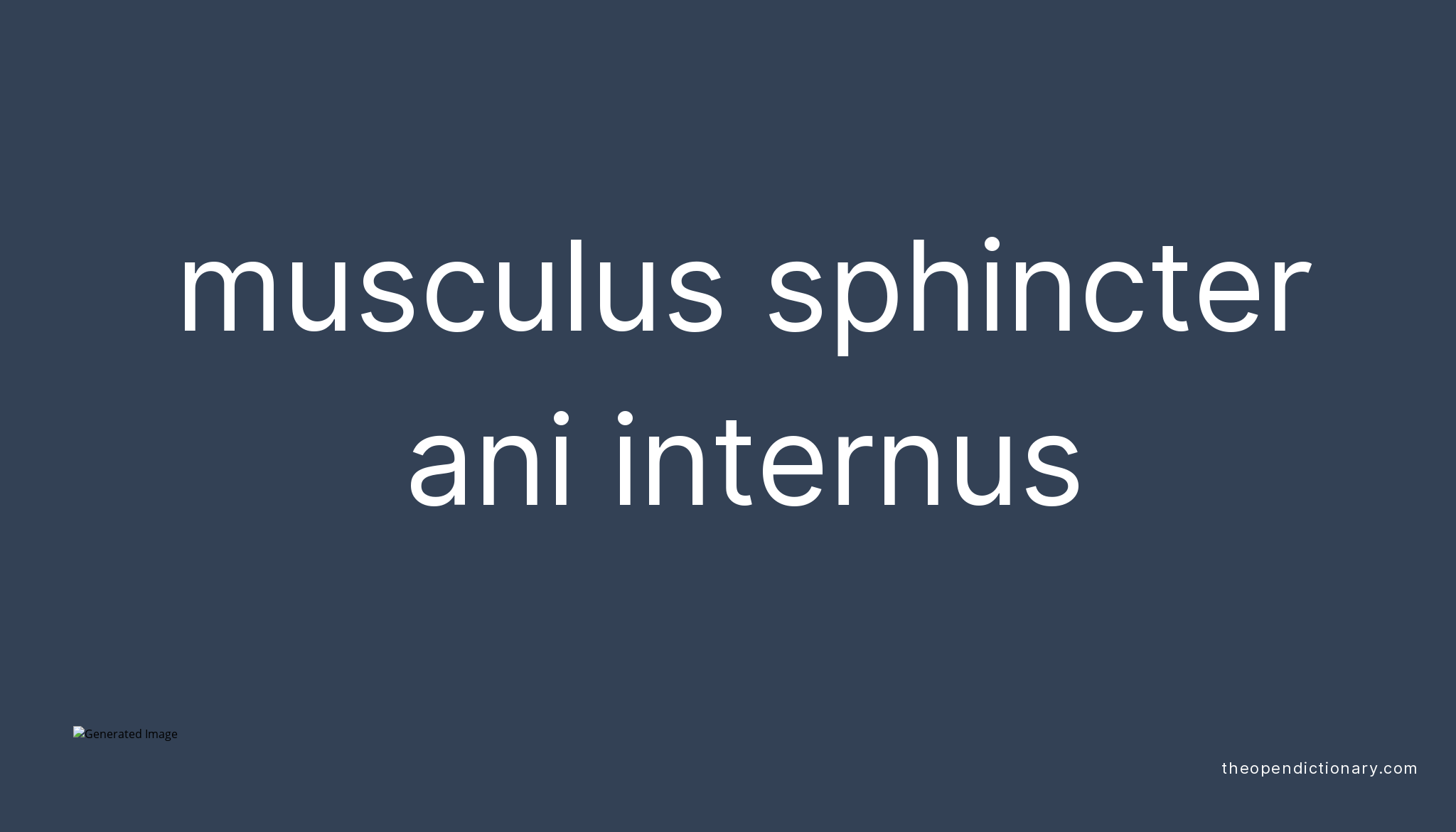 Musculus sphincter ani internus | Meaning of Musculus sphincter ani ...